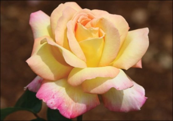 Global Cut Flower-Rose Market Research Report, Segment by Major Players ...